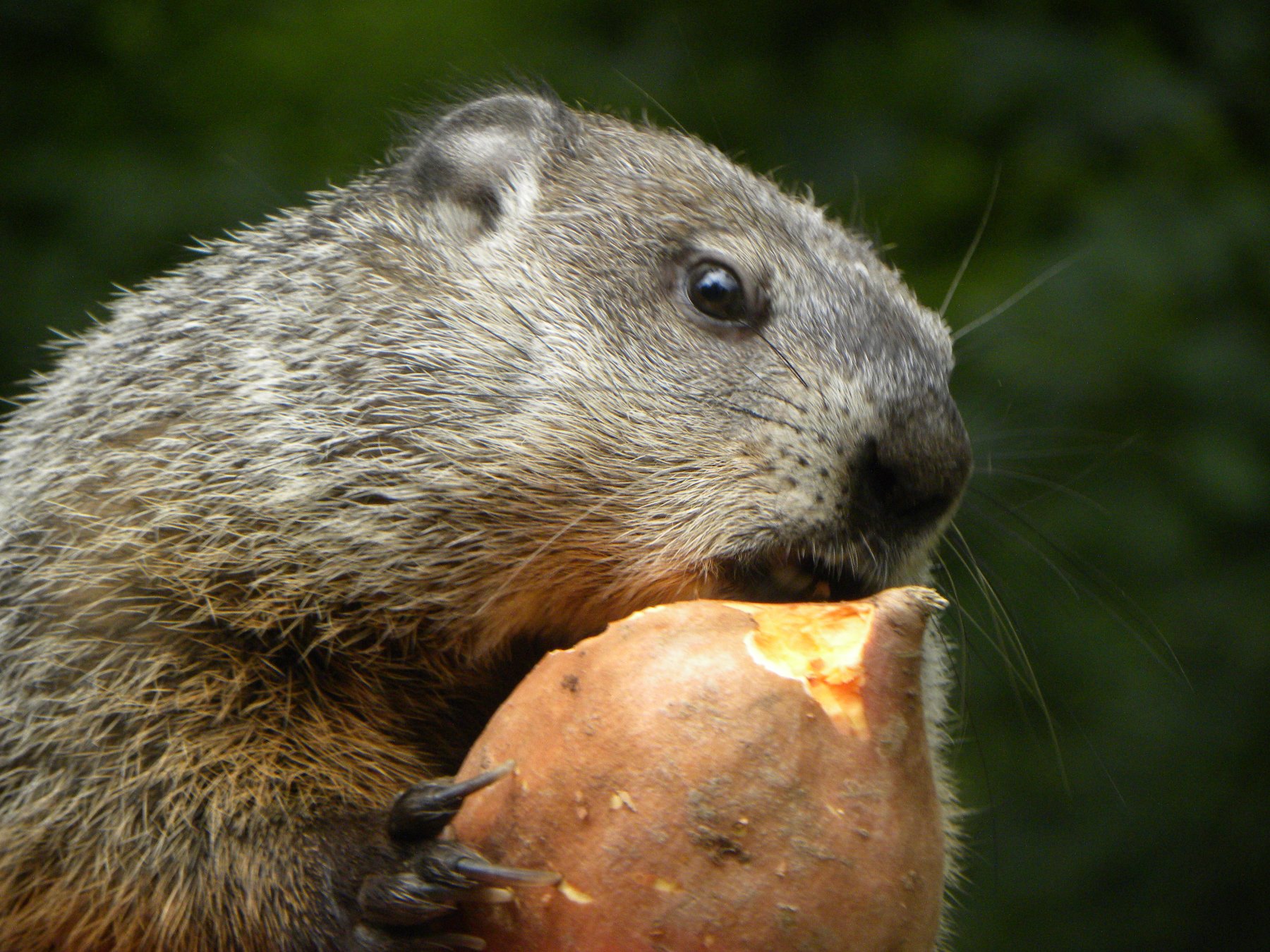 Groundhogs and Potatoes: Understanding the Eating Habits of Groundhogs ...