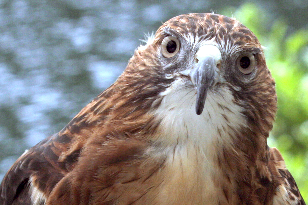 2022 Spring Homeschool Day - Chimney Rock at Chimney Rock State Park