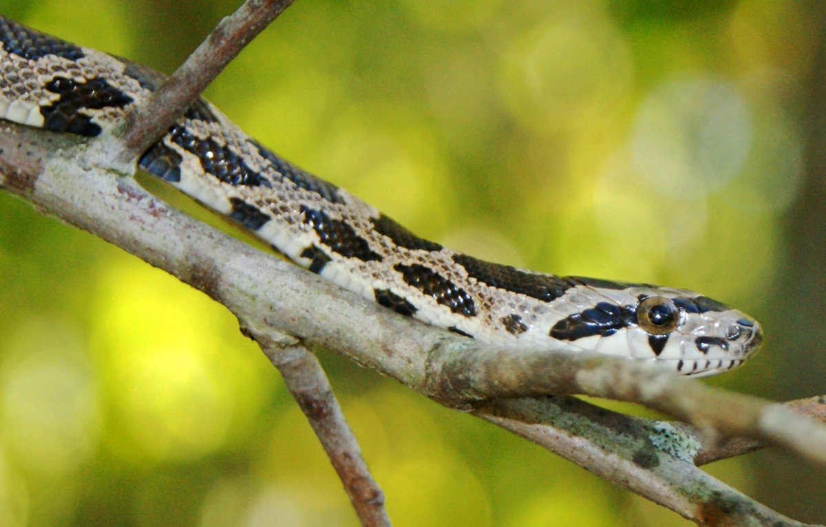 Girl Scout Day - Chimney Rock at Chimney Rock State Park