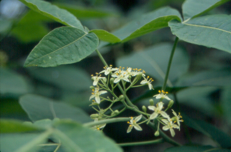 » What’s In Bloom?