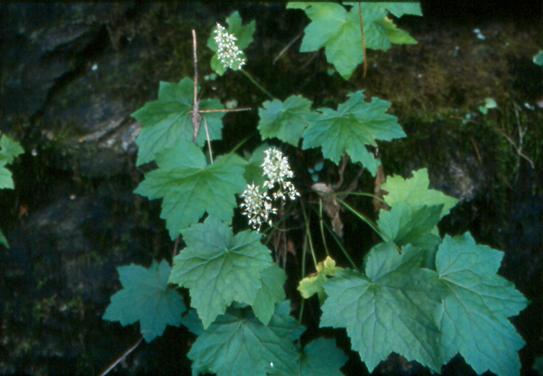 » What’s In Bloom?