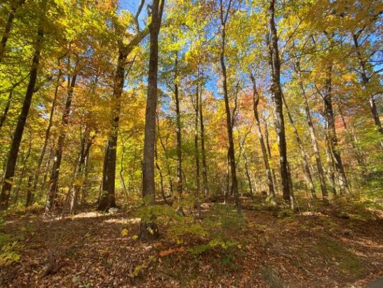 Fall Color Reports for 2020 - Chimney Rock at Chimney Rock State Park