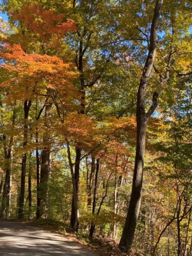 Fall Color Reports for 2020 - Chimney Rock at Chimney Rock State Park