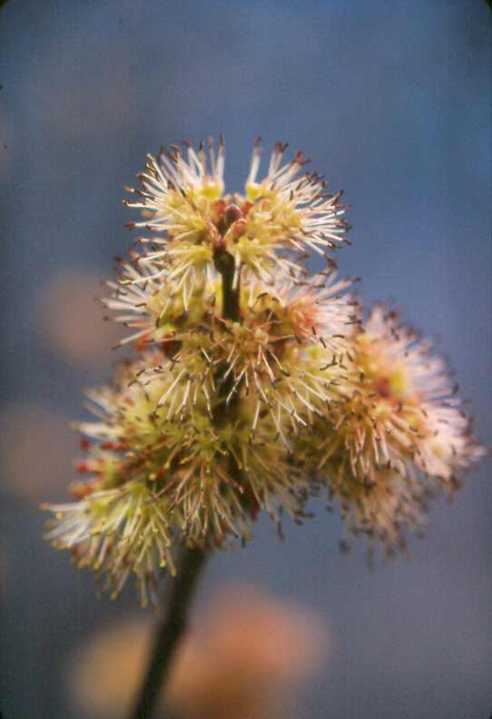 What's In Bloom? - Chimney Rock at Chimney Rock State Park