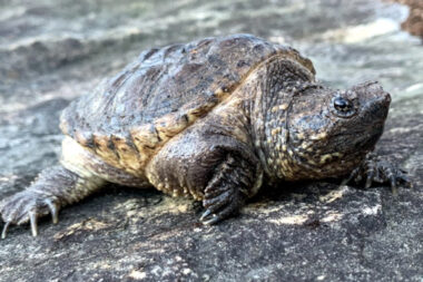 Animal Discovery Den - Chimney Rock at Chimney Rock State Park