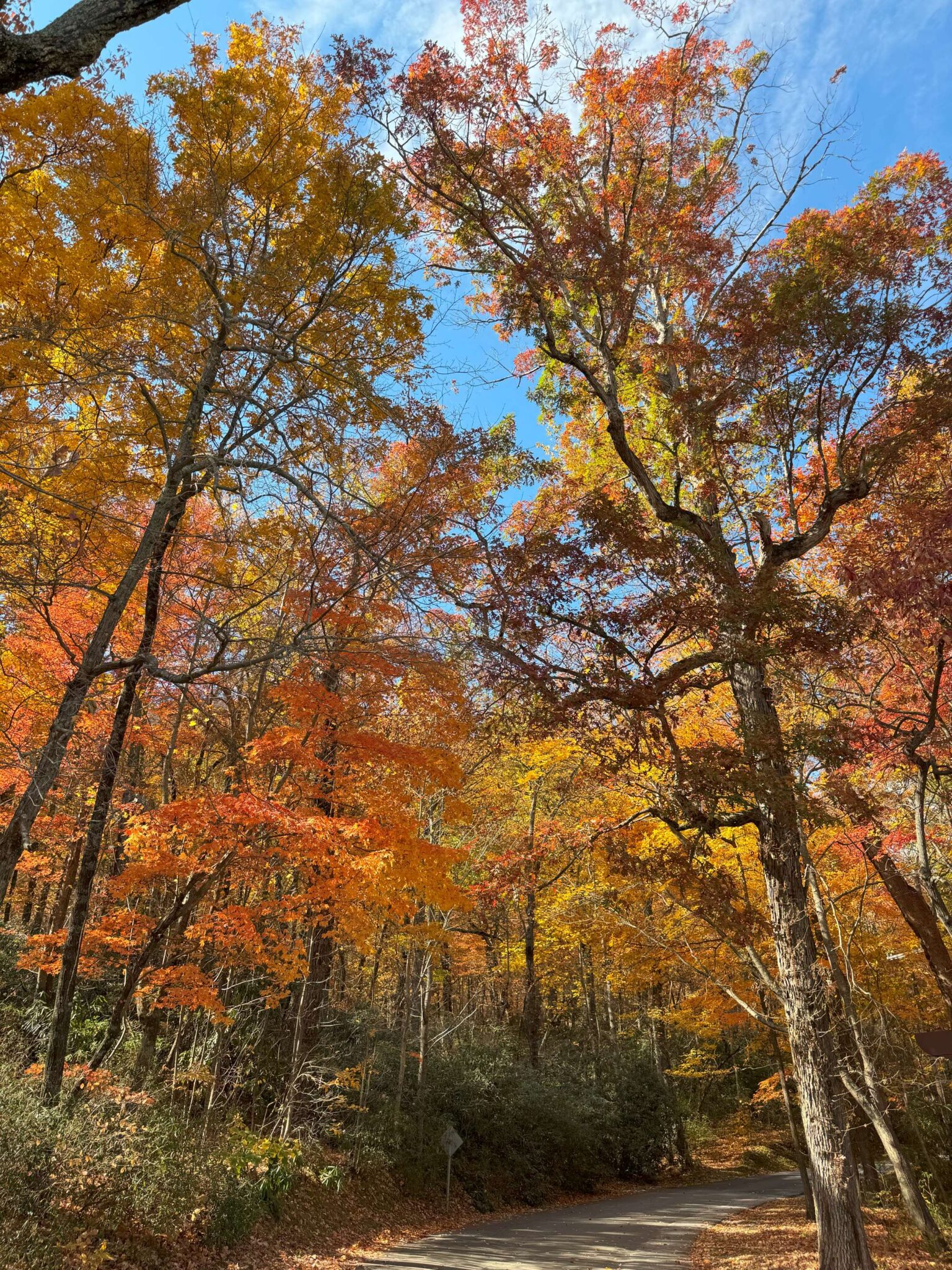 Fall Color Reports for 2023 - Chimney Rock at Chimney Rock State Park